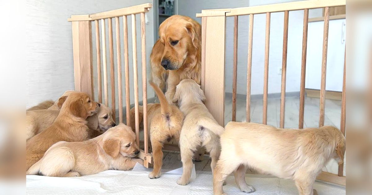 First time Golden Retriever dad melts hearts meeting all 11 of his ...