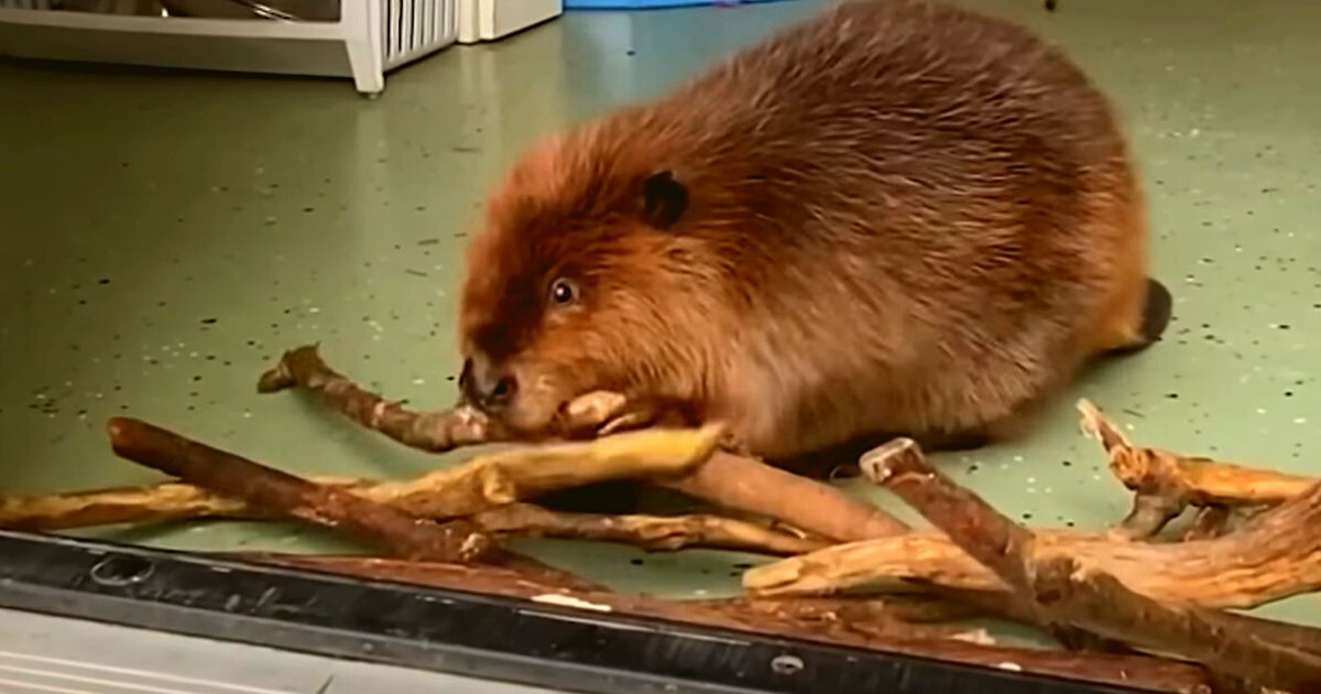 Adorable baby rescue beaver builds makeshift dam to keep “nemesis” out ...