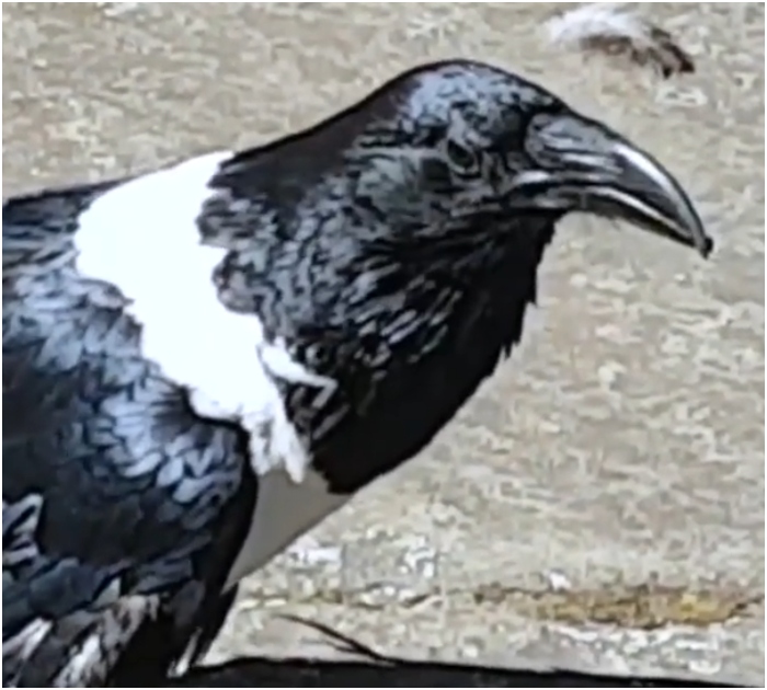 Talking crow with thick Yorkshire accent asks “Y’alright, love?” to ...