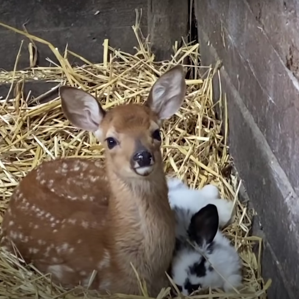 Lonely baby deer in need of a friend learns how to love thanks to tiny ...