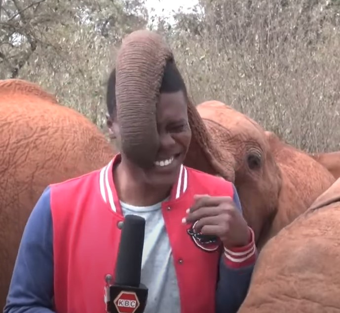 Baby elephant uses trunk to tickle journalist as he films report in ...