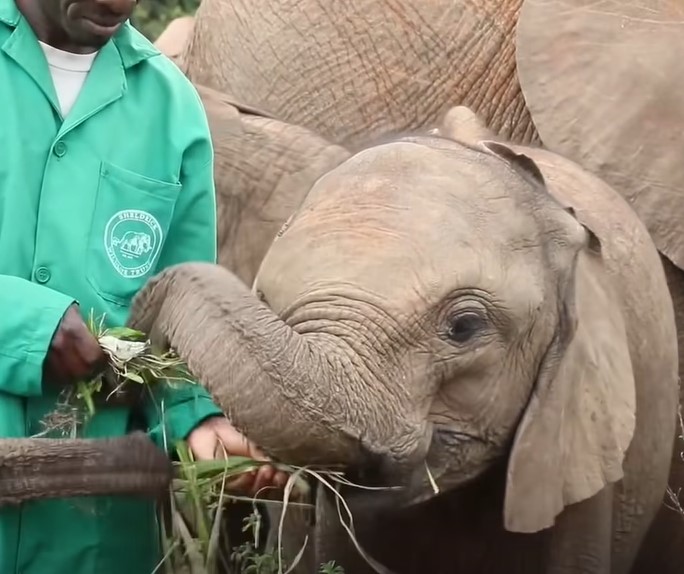 Baby elephant uses trunk to tickle journalist as he films report in ...