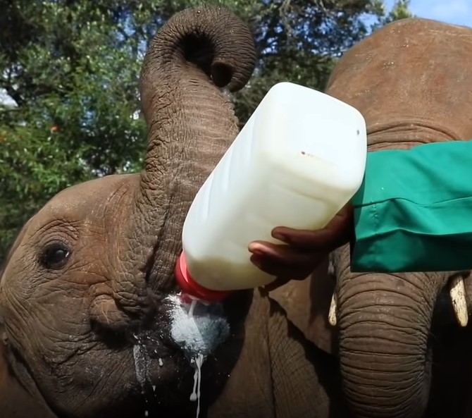 Baby elephant uses trunk to tickle journalist as he films report in ...