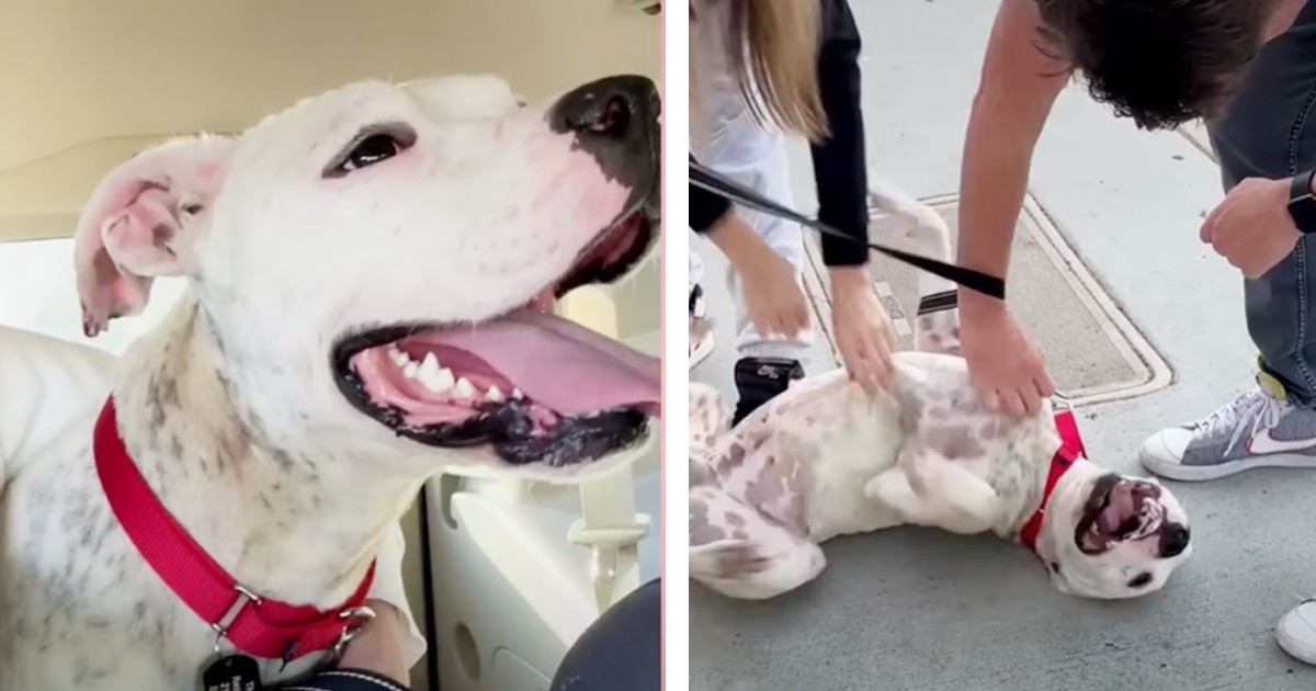 Abandoned pittie finally comes out of his shell when he meets ‘perfect’ dad