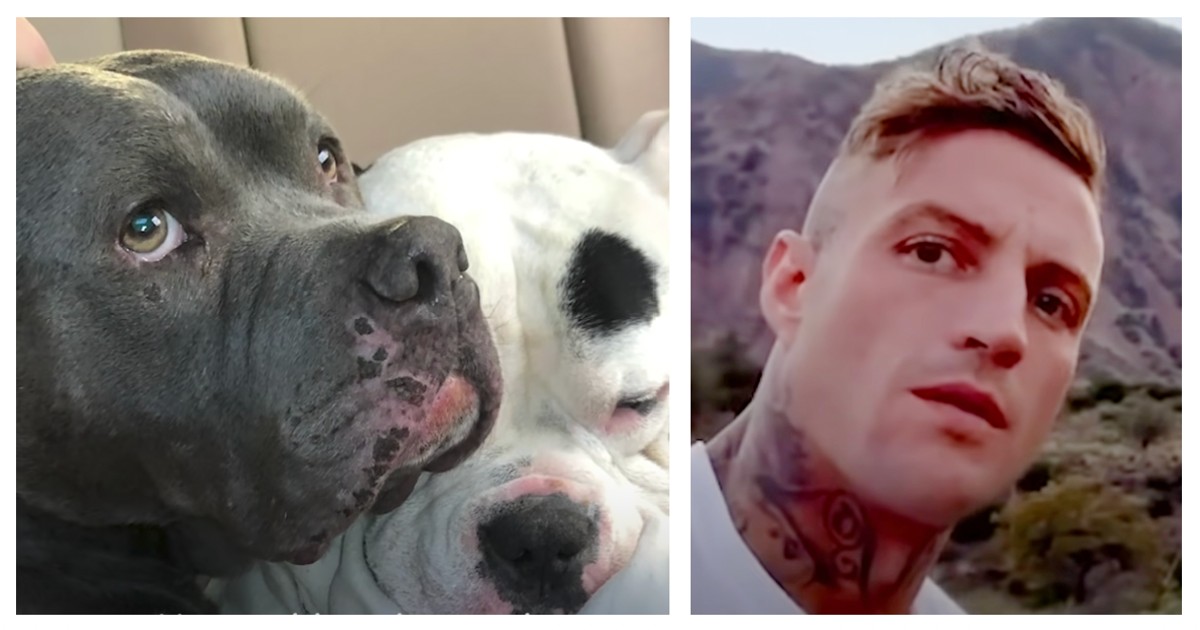 Heartbroken pitbulls comfort each other after losing their dad then ...