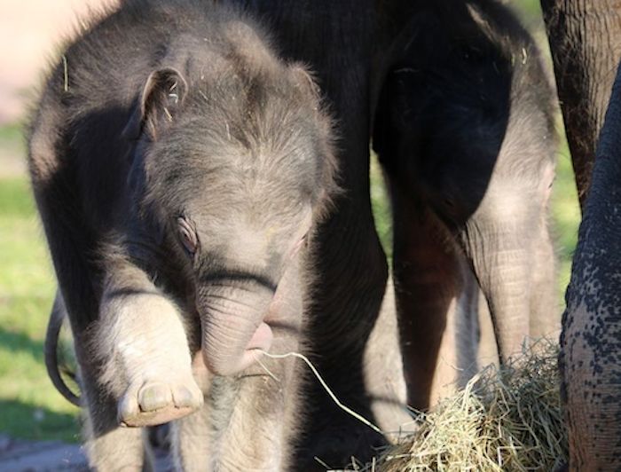 Mom gives birth to rare twin elephants making history in the process