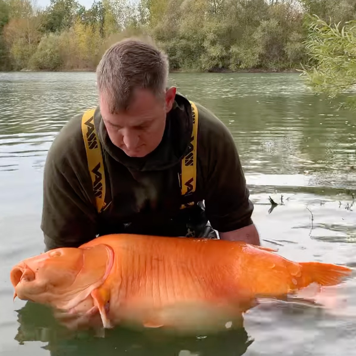 Fisherman catches a giant goldfish-like carp weighing over a whopping ...
