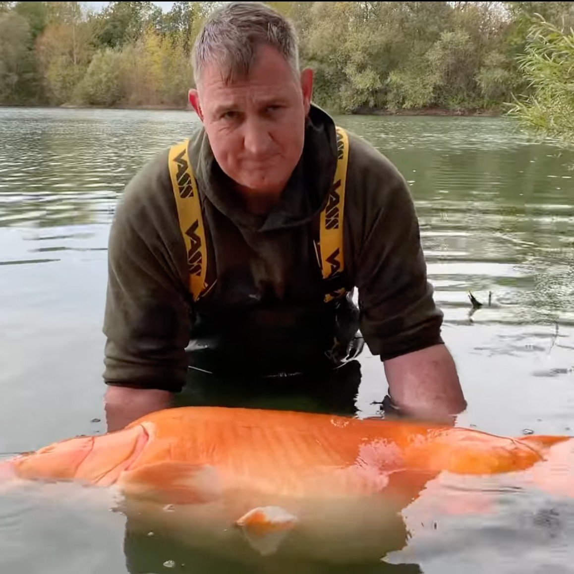 Fisherman catches a giant goldfish-like carp weighing over a whopping ...