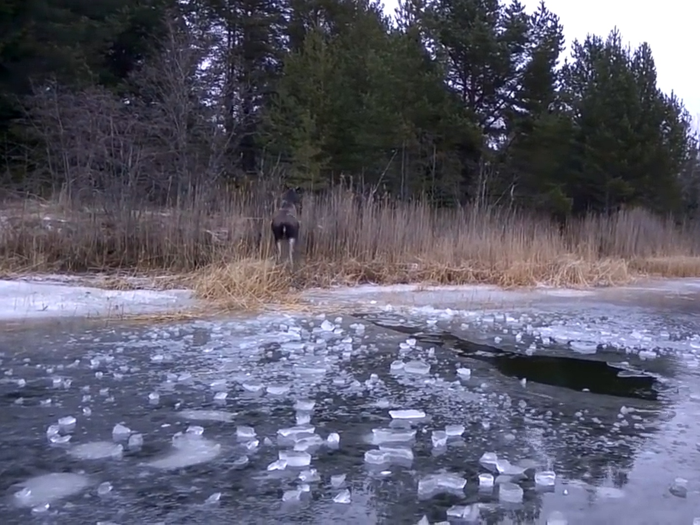 Couple come to the rescue of a desperate moose that fell through a ...