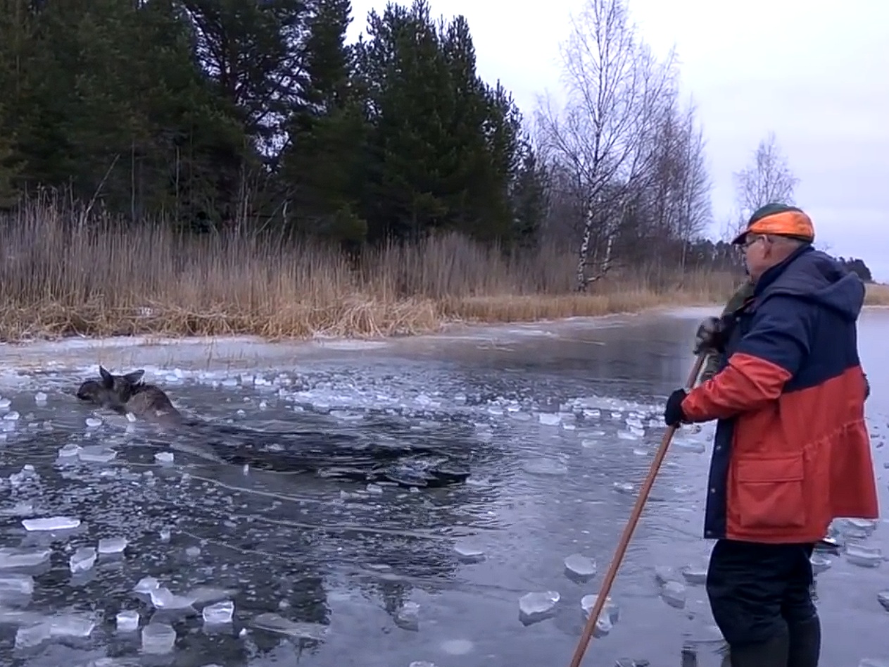 Couple come to the rescue of a desperate moose that fell through a ...
