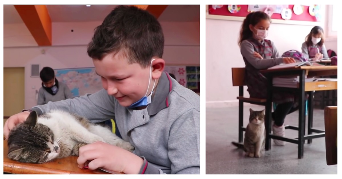 Stray cat with no family gets adopted by student’s at elementary school ...