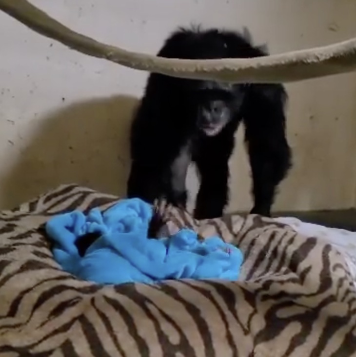 Chimpanzee mama melts hearts reuniting with baby after two days apart