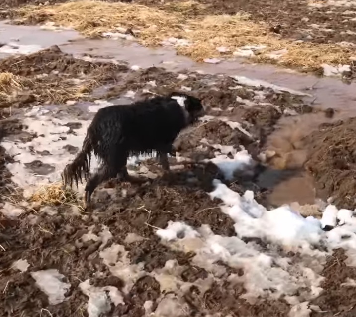 Border Collie lives up to his name herding group of “stubborn” cattle ...