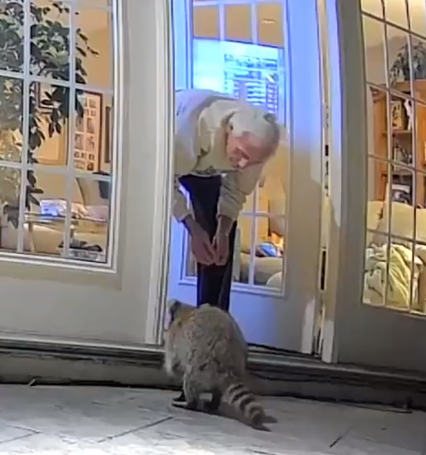 Woman sets up wildlife camera near her outdoor Xmas tree and the ...