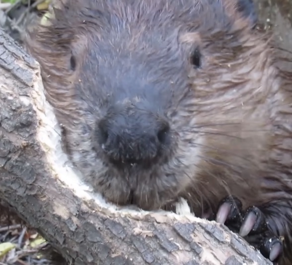 Beaver chews through tree branch in close-up video