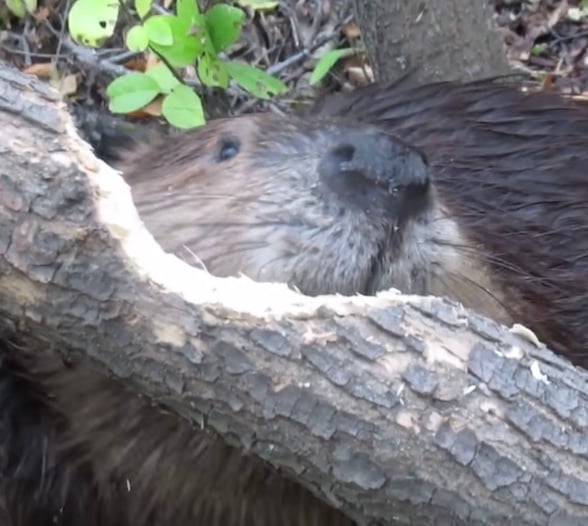 Beaver chews through tree branch in close-up video