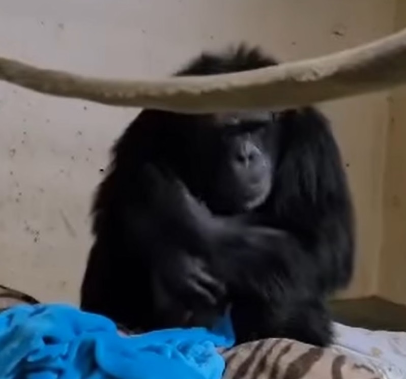 Chimpanzee mama melts hearts reuniting with baby after two days apart