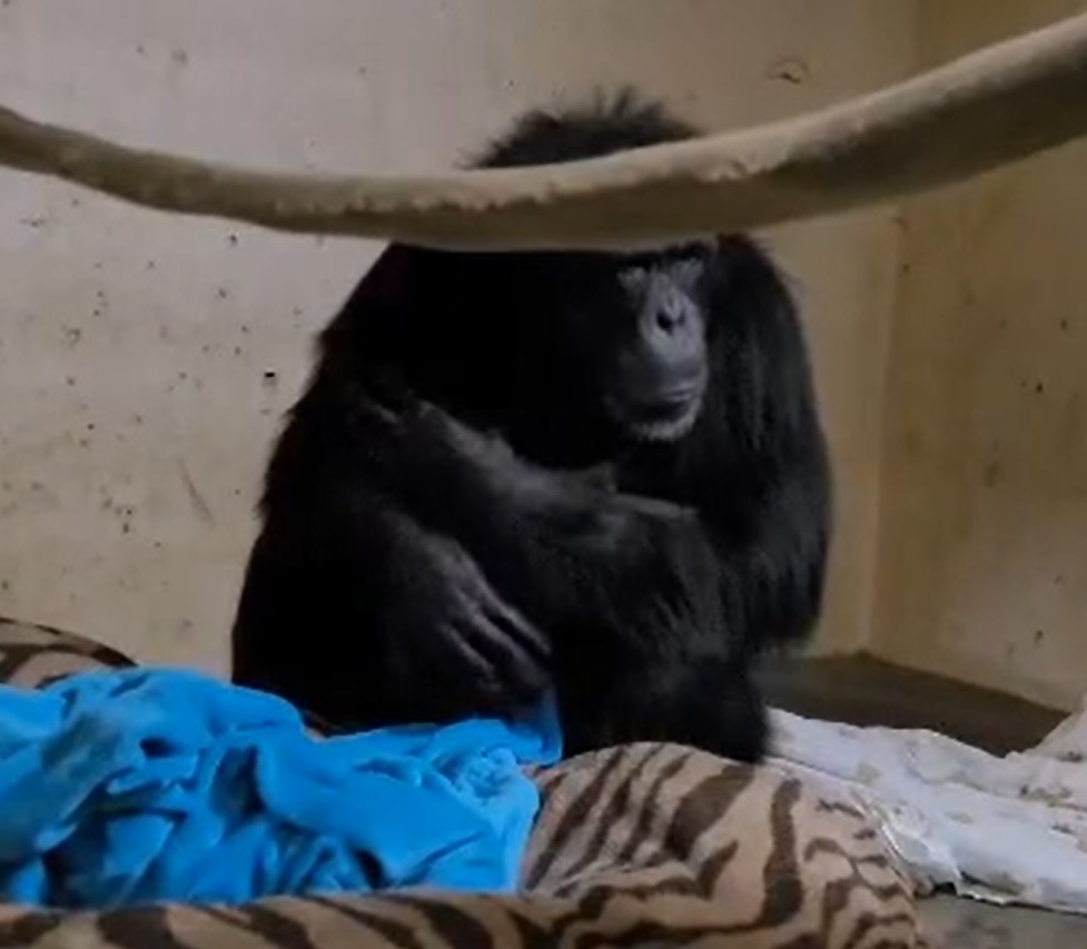 Chimpanzee mama melts hearts reuniting with baby after two days apart