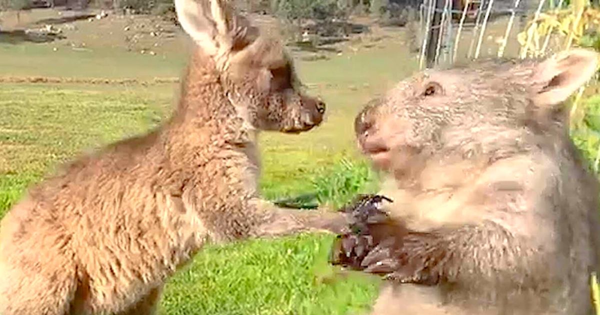 Rescue kangaroo meets rescue wombat and now they can’t get enough of ...