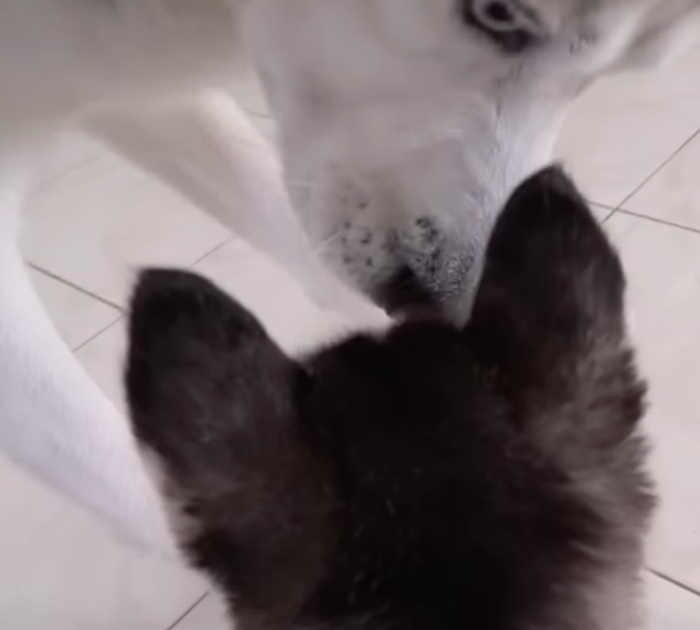 Husky meets his male puppy for the first time and they’re two peas in a pod