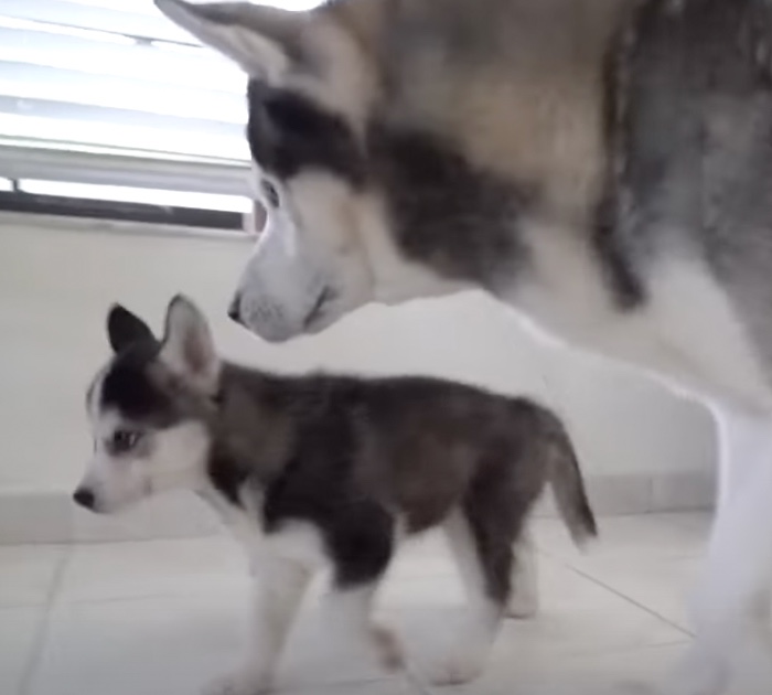Husky meets his male puppy for the first time and they’re two peas in a pod