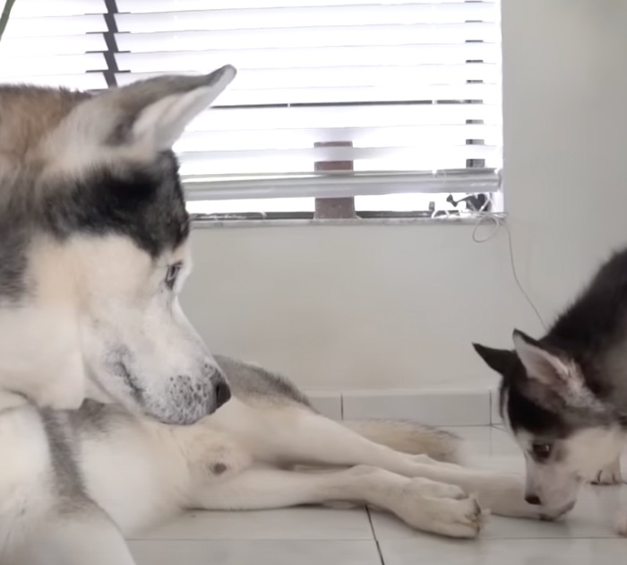 Husky meets his male puppy for the first time and they’re two peas in a pod