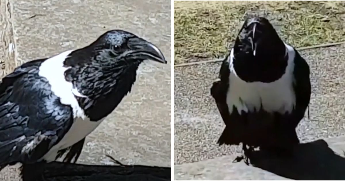 Talking crow with thick Yorkshire accent asks “Y’alright, love?” to ...
