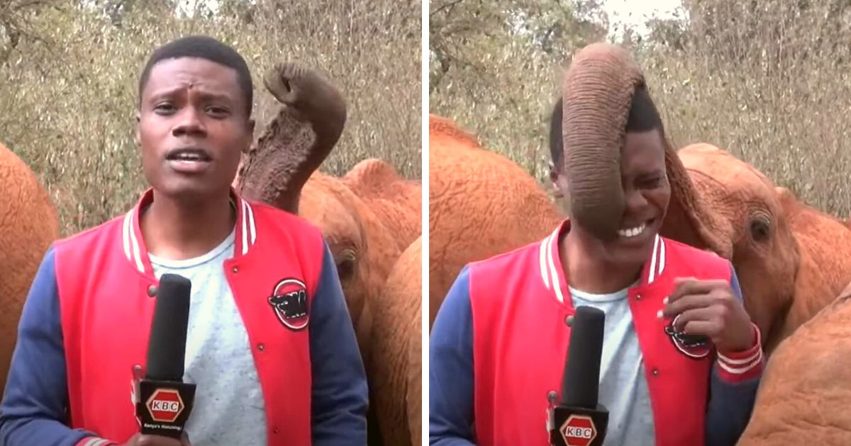 Baby elephant uses trunk to tickle journalist as he films report in ...