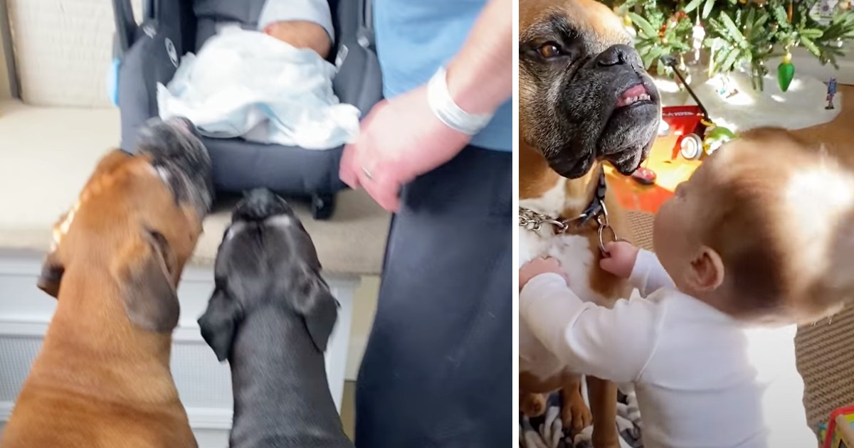 Boxer adorably helps his baby brother stand for the first time