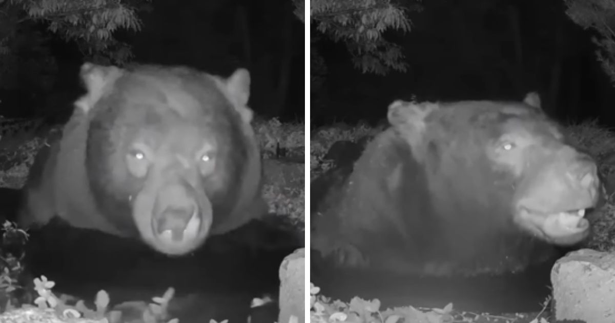 Self-pampering bear gets caught taking midnight dips in couple’s pond ...
