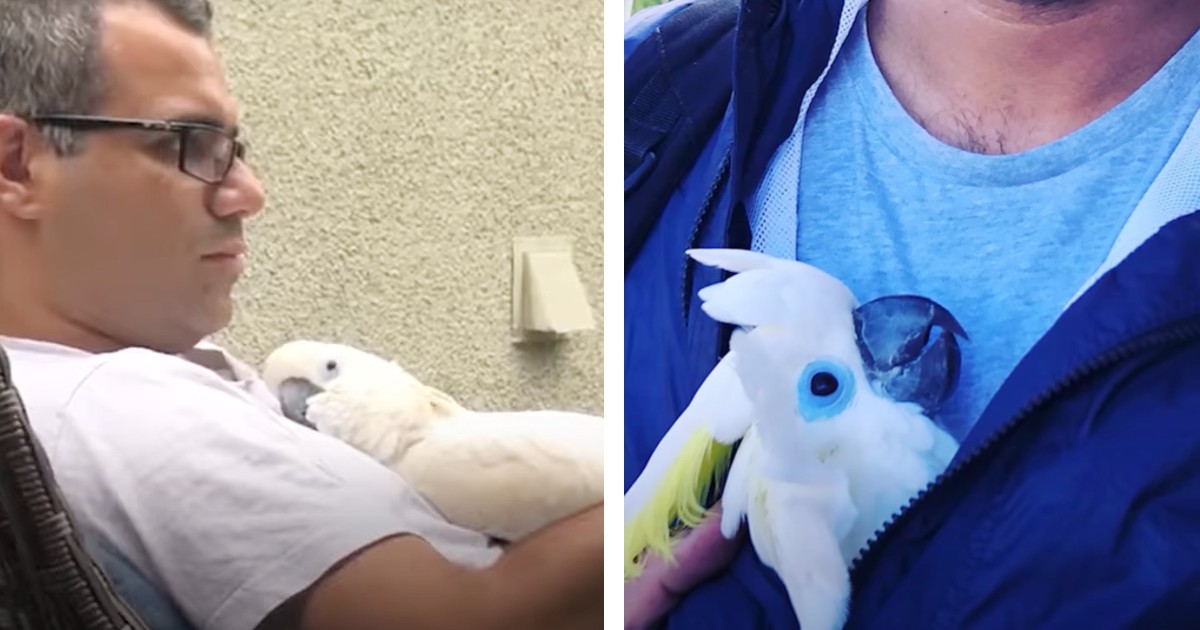 Cockatoo who was left at shelter cuddles up to new dad and calls him ‘papa’
