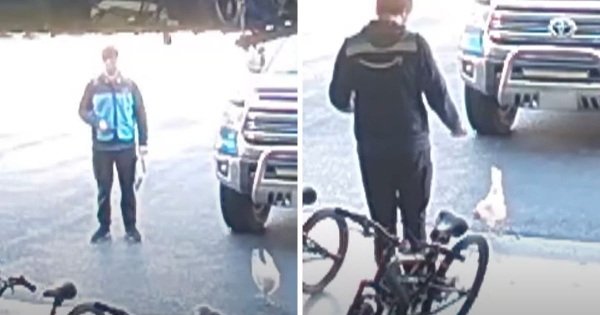 Amazon driver goes beyond job duties facing off with “rogue” chicken to ...