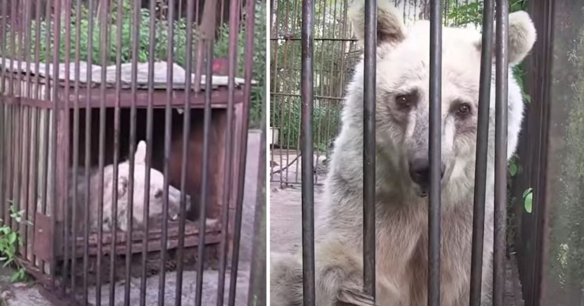 Elderly, malnourished bear who spent 30 years in a cage takes his first ...