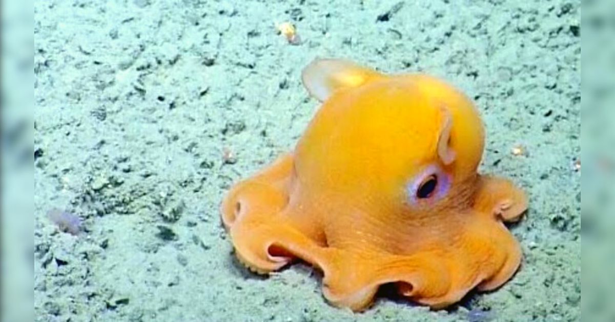 Humble octopus uses tentacles to conceal himself from diver in adorable ...