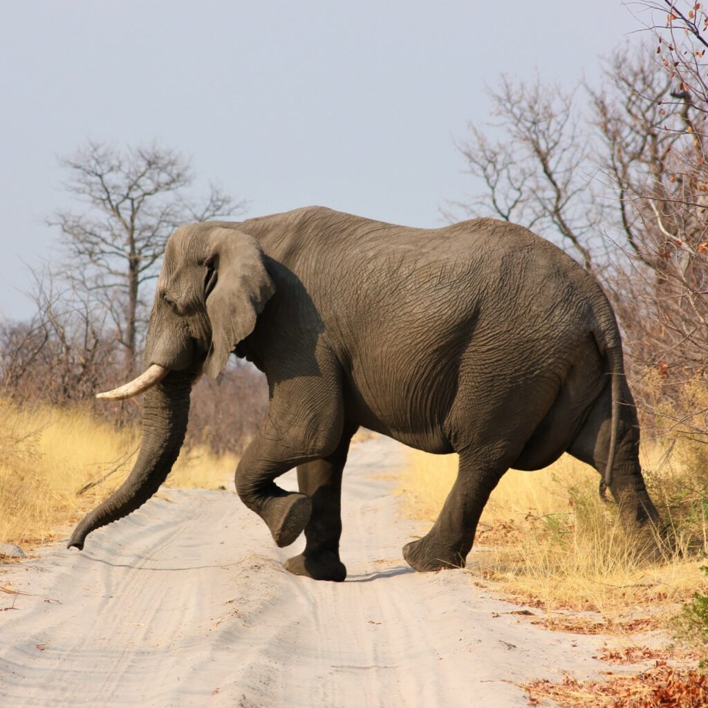 Baby elephant melts hearts ‘purring’ as she greets favorite worker