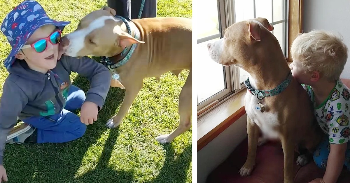Little boy writes adorable letter to Santa thanking him for rescue pittie
