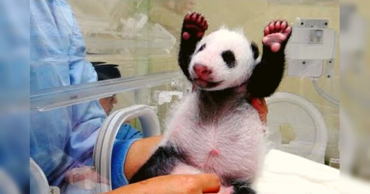 Baby panda with special needs melts over 12M hearts meeting mom for ...