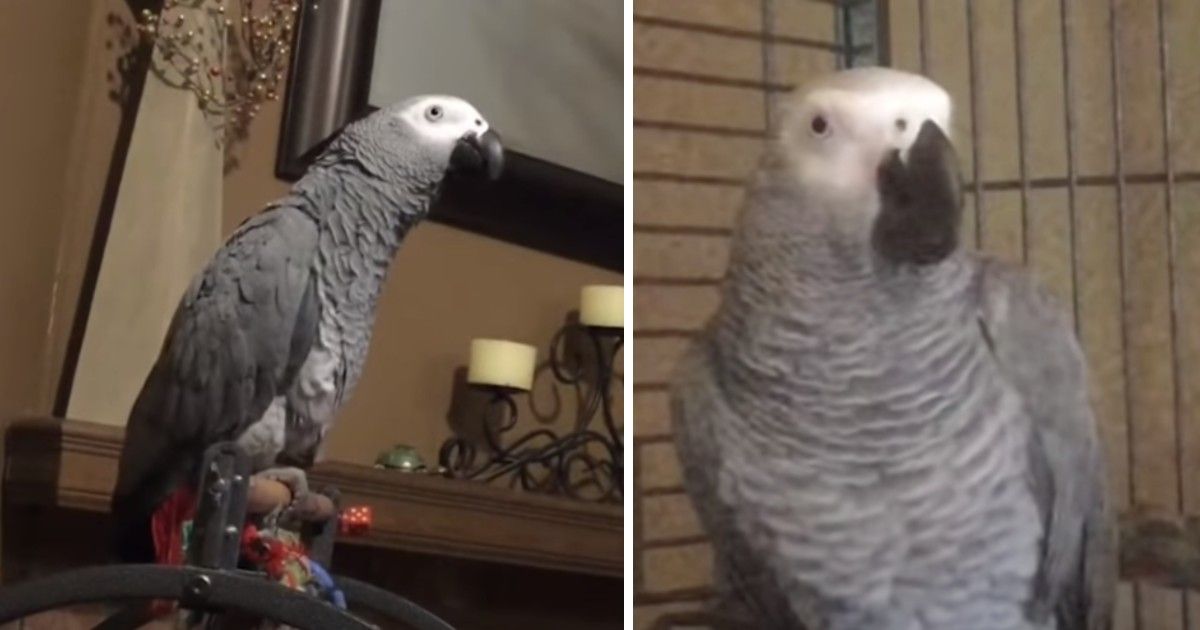 Hilariously sassy parrot gives his dog brother a piece of his mind