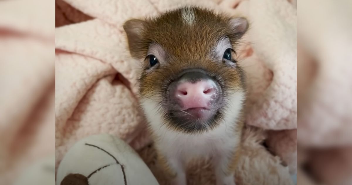Tiny pig that loves to be loved adorably objects when foster mom stops ...