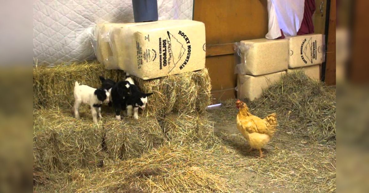Baby fainting goats have “hay” day until they see barn chicken come ...