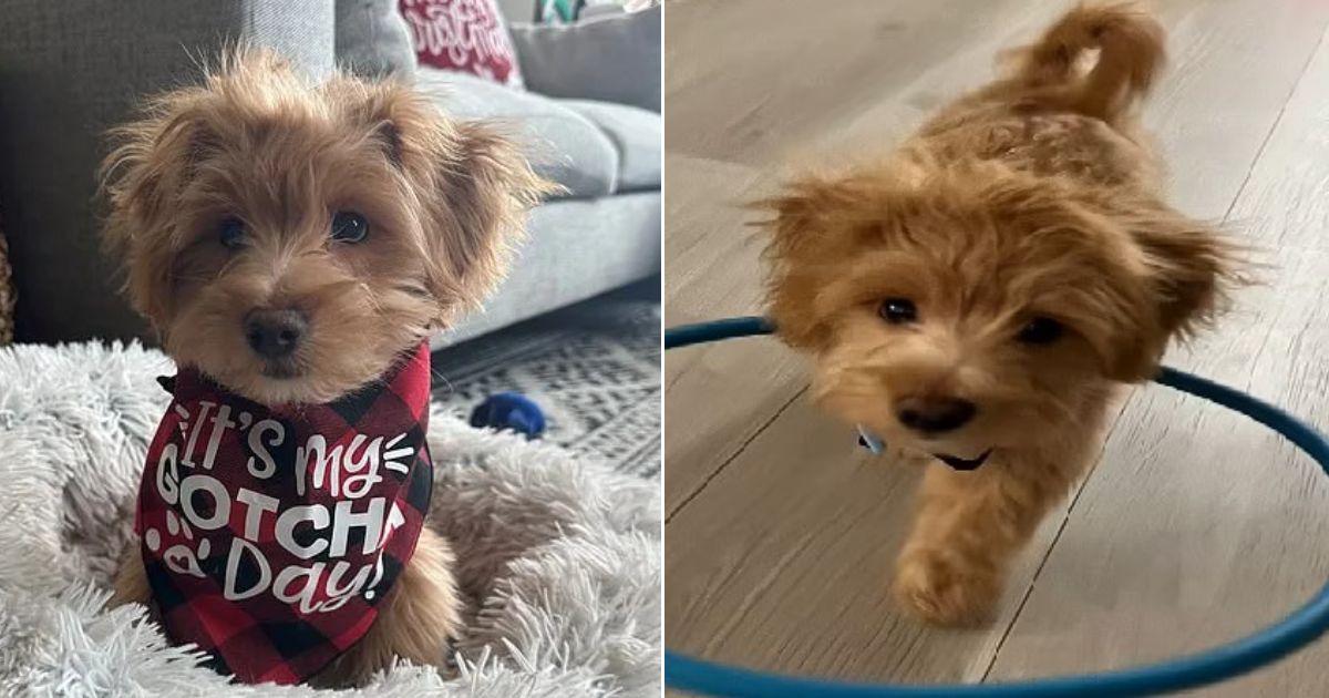 Sweet blind puppy who was nearly put down in shelter blossoms in new ...
