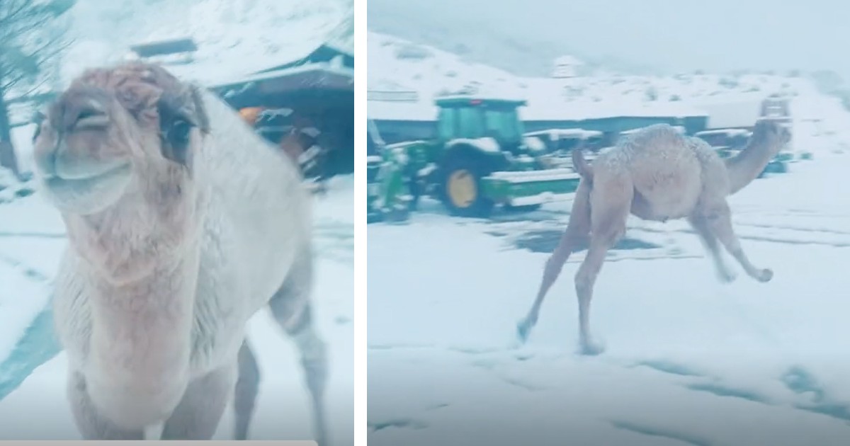 Baby camel ‘jumps for joy’ when he sees snow for very first time