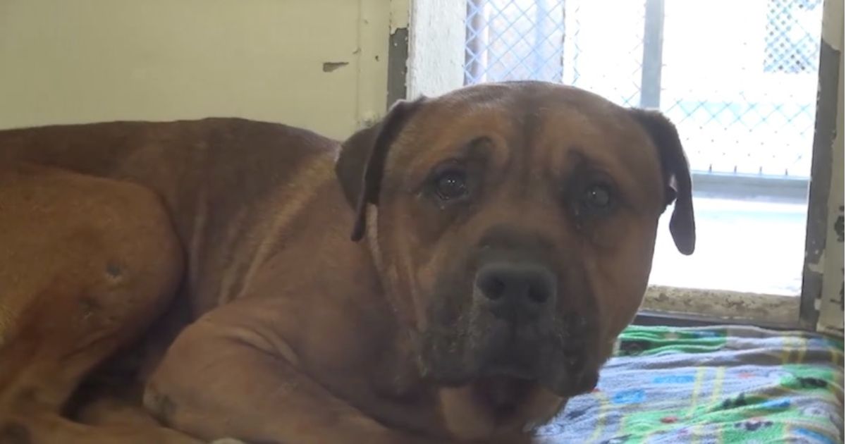 Dog can’t strop crying when he realizes he’s been abandoned at the shelter