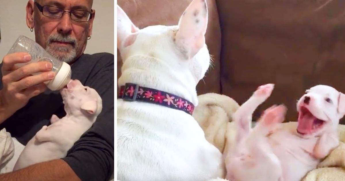 Tiny two-legged Boxer dog named ‘Nubby’ melts dad’s heart in adorable video