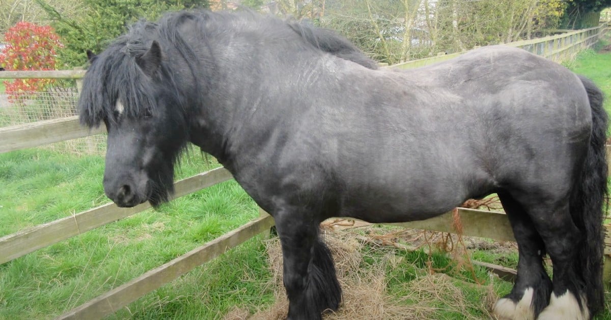 Overweight pony struggling to walk & in pain goes through a remarkable ...