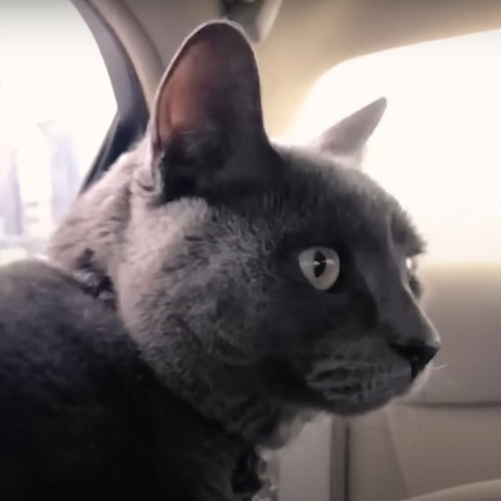 Cat’s strange obsession with women’s bras freaks owners out