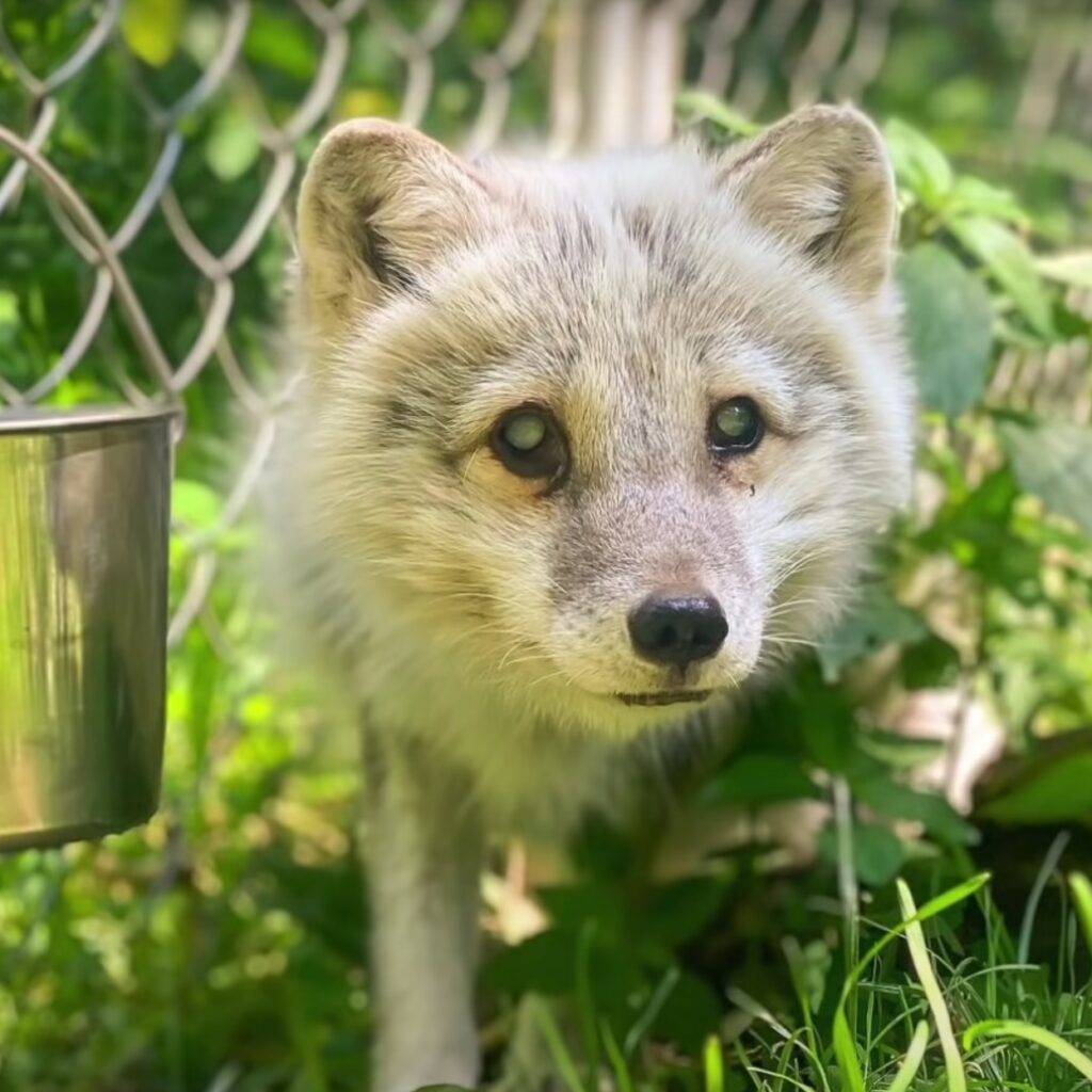 Woman sees elderly and blind Arctic fox dumped in dog shelter and jumps ...