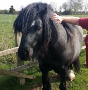 Overweight pony struggling to walk & in pain goes through a remarkable ...