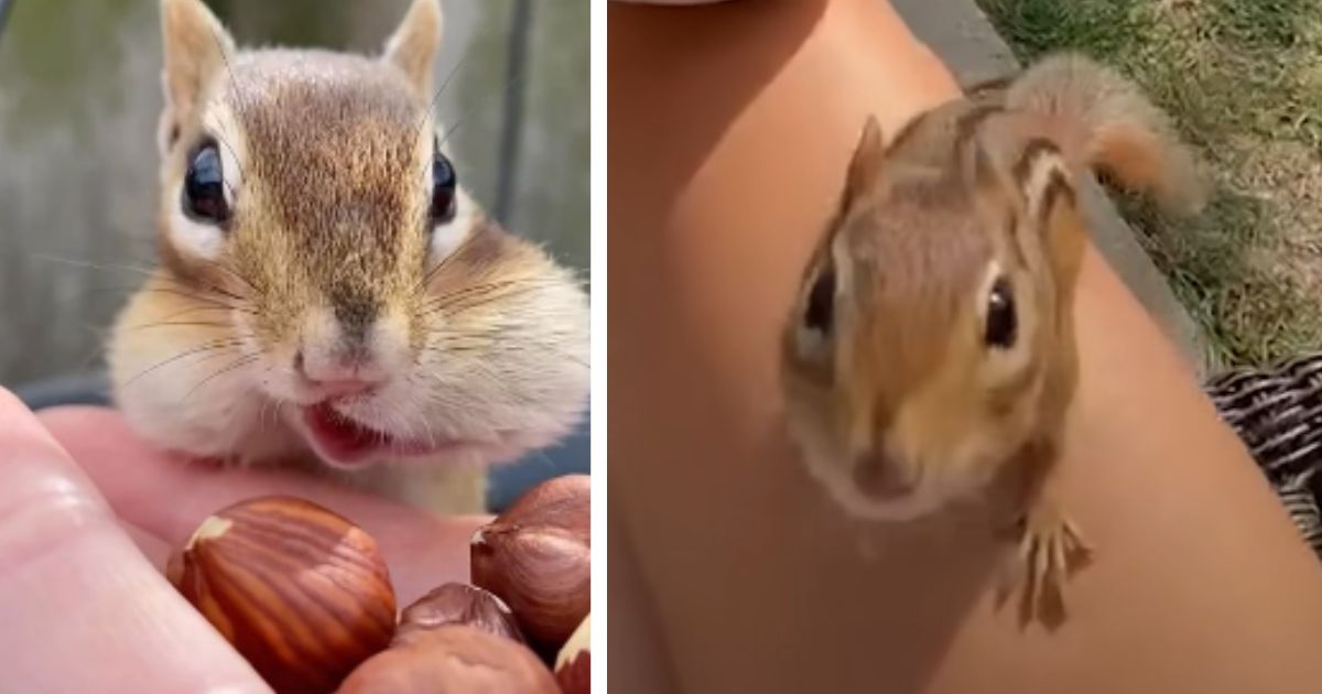 Chipmunk falls in love with woman and gets jealous when she pays attention to other chipmunks