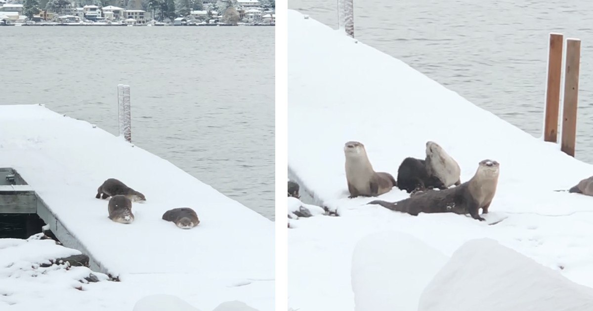 Camera catches playful otter creating snow slip n’ slide